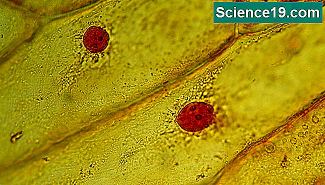 Cómo hacer un microscopio simple 💫 Portal Multimedia Científica Y ...