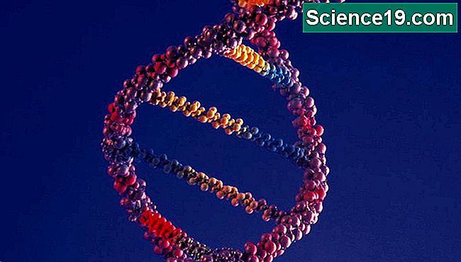 ¿De qué están hechos los peldaños en la doble hélice de ADN? 💫 Portal ...