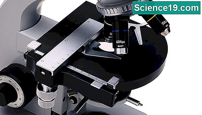 ¿Cómo se prepara una muestra para ver bajo un microscopio? 💫 Portal ...