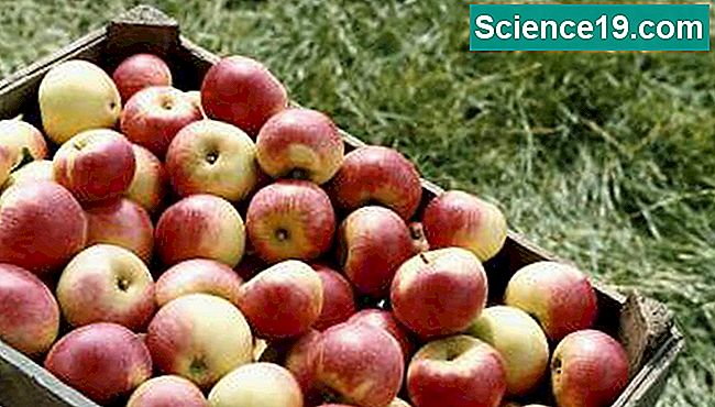 Welke groenten en fruit hebben elektriciteit? 💫 Wetenschappelijke En ...