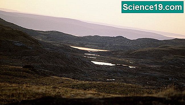 Biomes de la toundra: Chaînes alimentaires et réseaux 💫 Portail ...