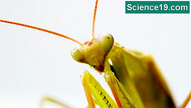 Partes del cuerpo de una mantis religiosa 💫 Portal Multimedia ...