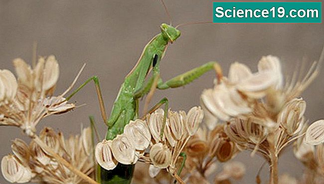 Partes del cuerpo de una mantis religiosa 💫 Portal Multimedia ...