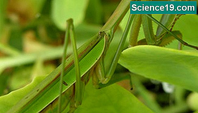 Partes del cuerpo de una mantis religiosa 💫 Portal Multimedia ...