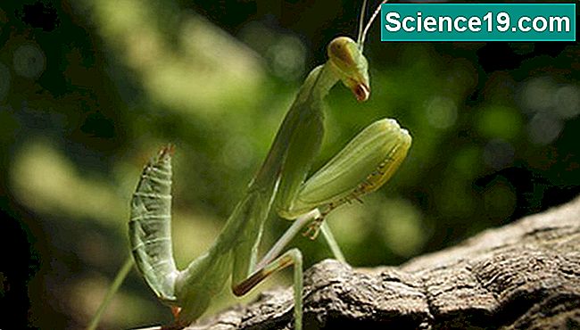Partes del cuerpo de una mantis religiosa 💫 Portal Multimedia ...