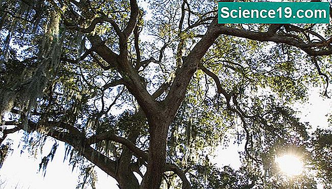 Las características del bioma forestal de matorral tropical 💫 Portal ...