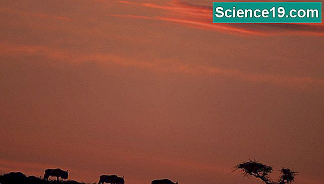 Las características del bioma forestal de matorral tropical 💫 Portal ...