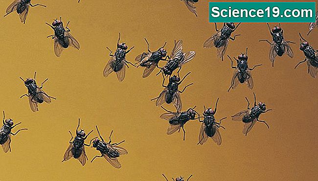 Ejemplos de sobreproducción en una especie 💫 Portal Multimedia ...