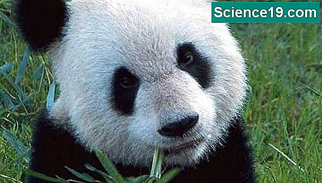Hoe communiceren Panda's? 💫 Wetenschappelijke En Populaire Multimedia ...