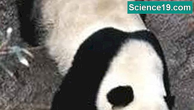 ¿Cómo se comunican los pandas? 💫 Portal Multimedia Científica Y Popular ...