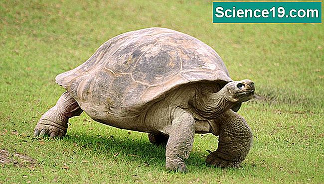 Wie Florida Landschildkröten identifizieren 💫 Wissenschaftliches Und ... Wie Florida Landschildkröten identifizieren 💫 Wissenschaftliches Und ...