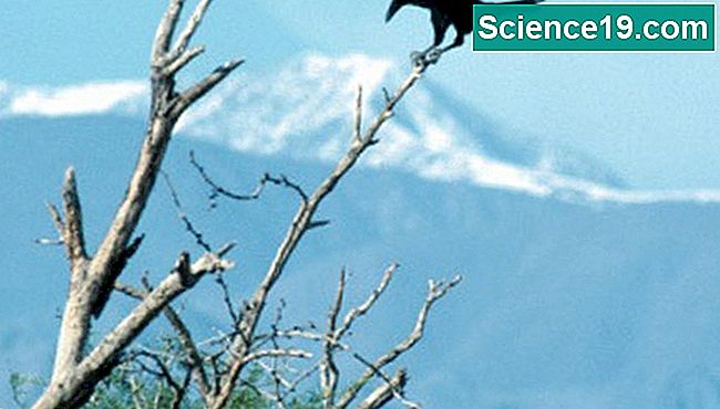 Cómo identificar una pluma de cuervo 💫 Portal Multimedia Científica Y ...