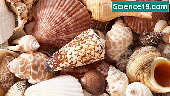 Comment identifier les coquillages sur la côte atlantique 💫 Portail ...