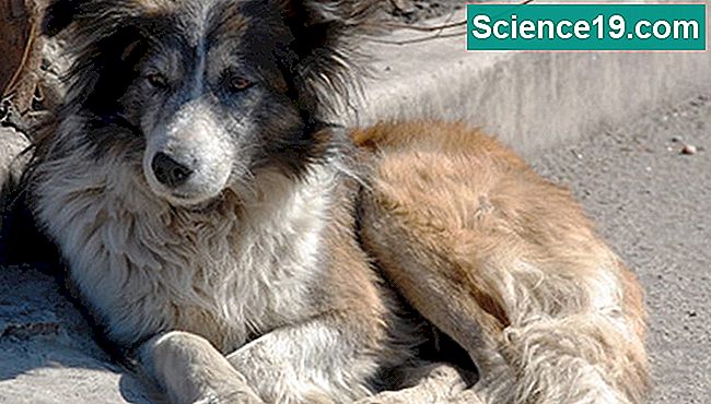 Hoe wilde dierenpootafdrukken identificeren 💫 Wetenschappelijke En ...