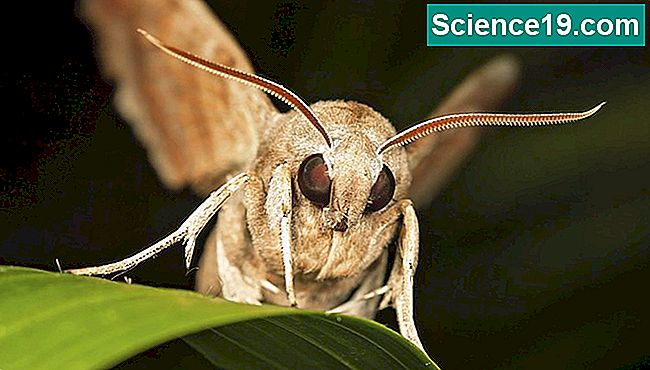Lista de insectos voladores nocturnos 💫 Portal Multimedia Científica Y ...