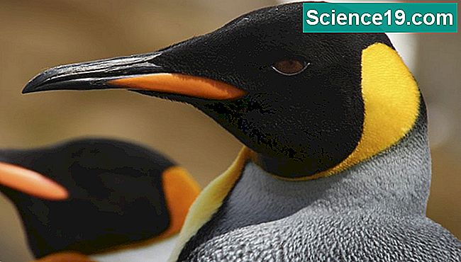 Los pingüinos del bioma de la tundra 💫 Portal Multimedia Científica Y ...