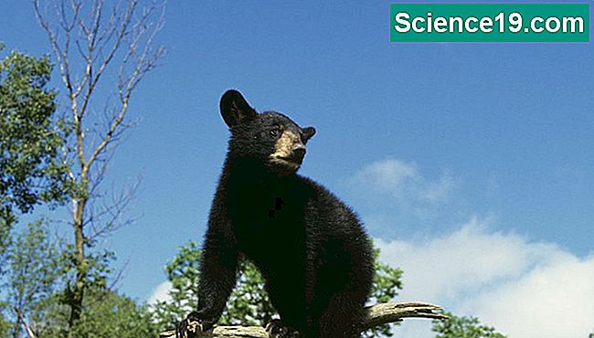Adaptaciones de plantas y animales en bosques templados 💫 Portal ...