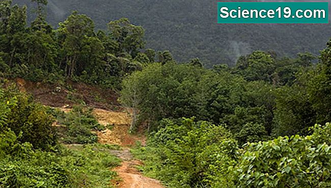 Árboles de bosques tropicales 💫 Portal Multimedia Científica Y Popular ...