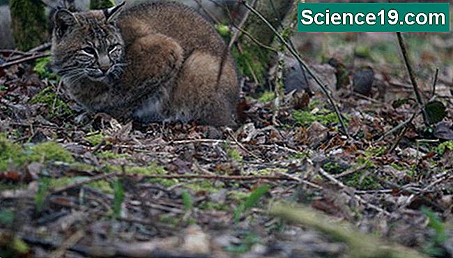 ボブキャットの敵とは何ですか？ 💫 科学人気のマルチメディア・ポータル. 2025