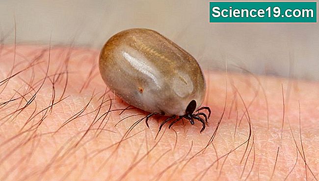 Qu'est-ce qu'une tique blanche? 💫 Portail Multimédia Scientifique Et ...