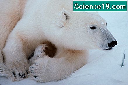 Que tipos de animais vivem na calota de gelo? 💫 Portal Multimédia ...