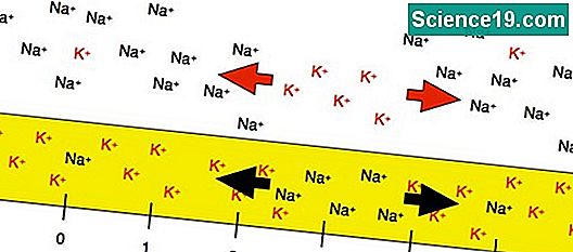 Wie Man Die Konzentration Von Ionen In Einer 0 010 W ssrigen L sung Von wie-man-die-konzentration-von-ionen-in-einer-0-010-w-ssrigen-l-sung-von
