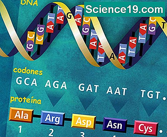 ¿Para qué sirve el código de secuencia de nucleótidos de ADN? 💫 Portal ...