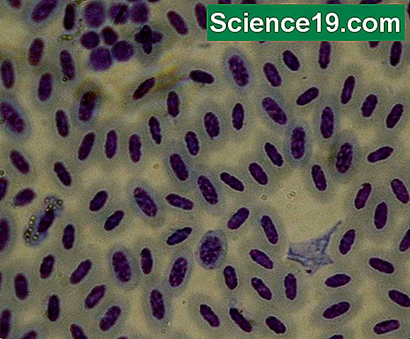 Tipos de microscopios y cómo se usan 💫 Portal Multimedia Científica Y ...