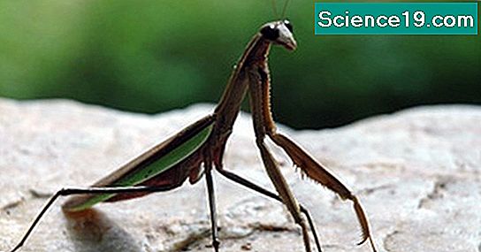 Partes del cuerpo de una mantis religiosa 💫 Portal Multimedia ...