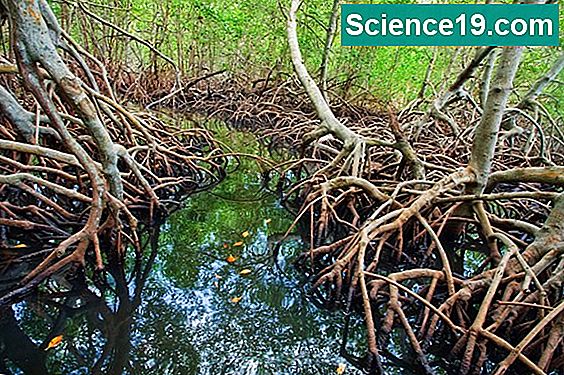 Las características del bioma forestal de matorral tropical 💫 Portal ...