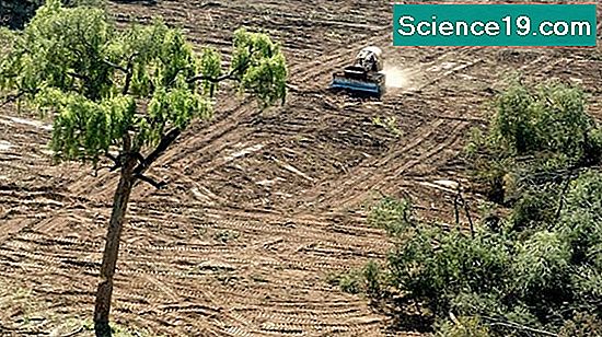 Datos sobre la superpoblación y la deforestación en la cuenca del ...
