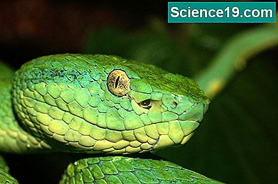 Datos de Green Tree Snake 💫 Portal Multimedia Científica Y Popular. 2025