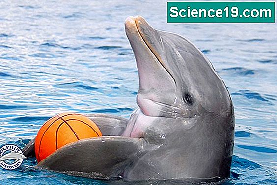 ¿Cómo los delfines luchan los tiburones? 💫 Portal Multimedia Científica ...