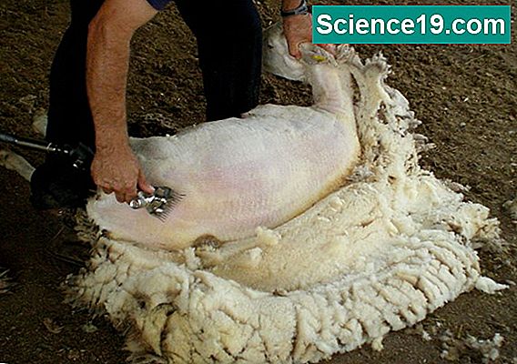 ¿Cómo obtiene un protista comida? 💫 Portal Multimedia Científica Y ...