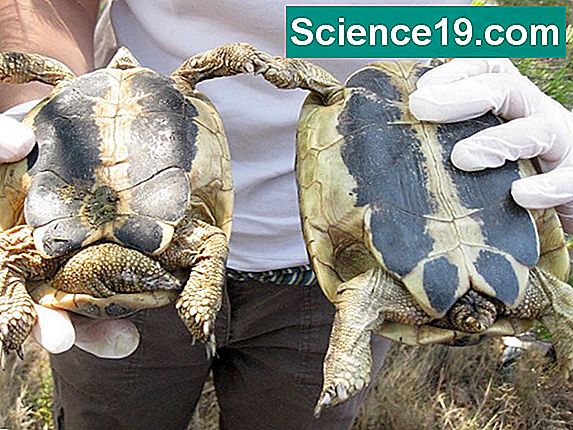 Cómo distinguir entre tortugas machos y hembras 💫 Portal Multimedia ...