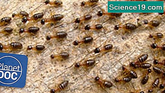 Insectos que comen madera 💫 Portal Multimedia Científica Y Popular. 2025