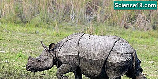 Lista de los diez animales en peligro de extinción 💫 Portal Multimedia ...