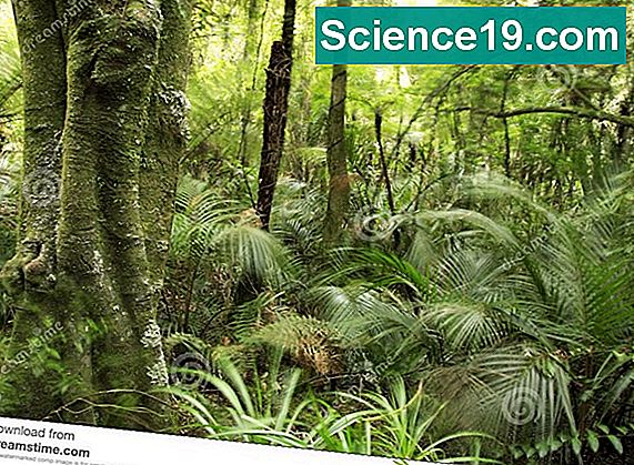Árboles de bosques tropicales 💫 Portal Multimedia Científica Y Popular ...