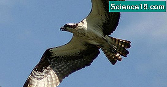 ¿Qué comen los halcones? 💫 Portal Multimedia Científica Y Popular. 2025
