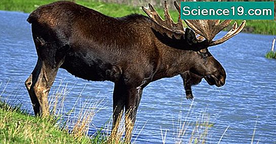 ¿Por qué los alces pierden sus cuernos? 💫 Portal Multimedia Científica ...