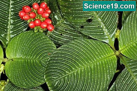 Plantas venenosas en la selva tropical 💫 Portal Multimedia Científica Y ...