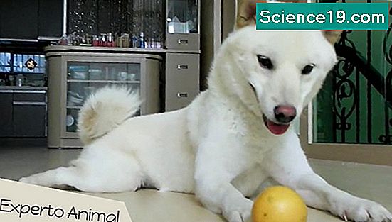 ¿Qué es el comportamiento animal innato y aprendido? 💫 Portal ...