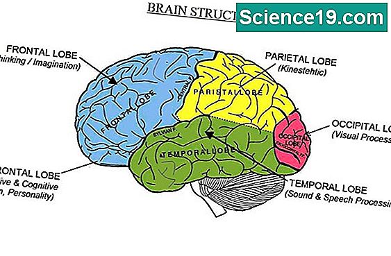Les fonctions du lobe temporal gauche 💫 Portail Multimédia Scientifique ...