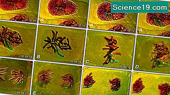 Comment diviser une cellule en deux 💫 Portail Multimédia Scientifique ...
