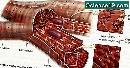 Structure de la cellule cardiaque 💫 Portail Multimédia Scientifique Et ...