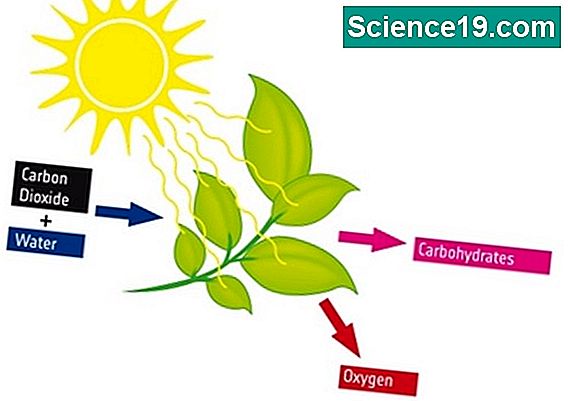 Comment les plantes utilisent-elles l'eau dans la photosynthèse? 💫 ...