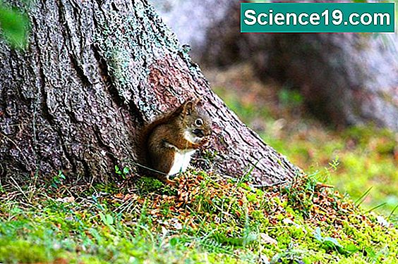 Tous les types d'écureuils 💫 Portail Multimédia Scientifique Et ...
