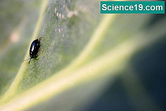 Insectes et insectes qui sautent comme des puces 💫 Portail Multimédia ...