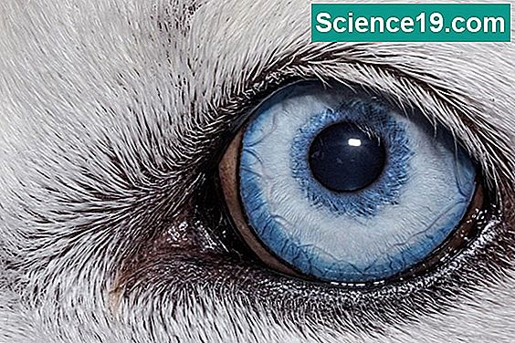 Les utilisations de l'oeil 💫 Portail Multimédia Scientifique Et ...