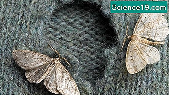 Que sont les mites de garde-manger? 💫 Portail Multimédia Scientifique ...